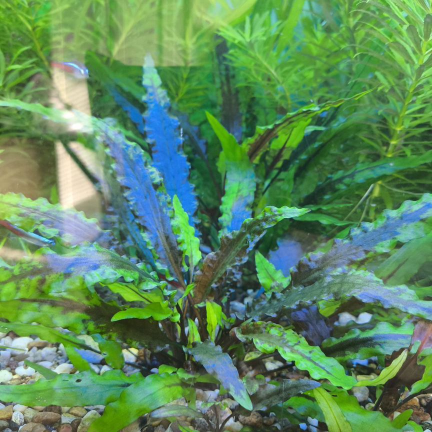 Криптокорина вендта