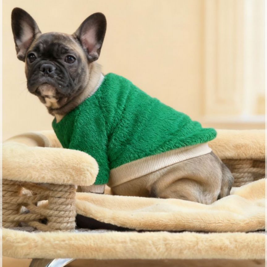 Французский бульдог, щенок