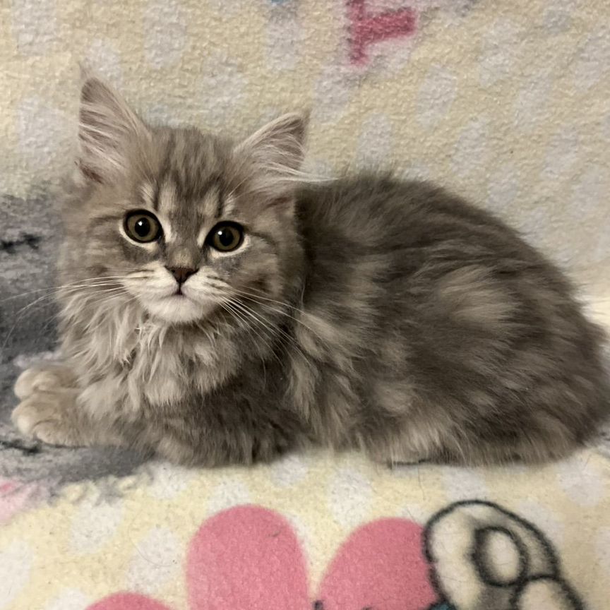 Шотландский прямоухий длинношёрстный котёнок