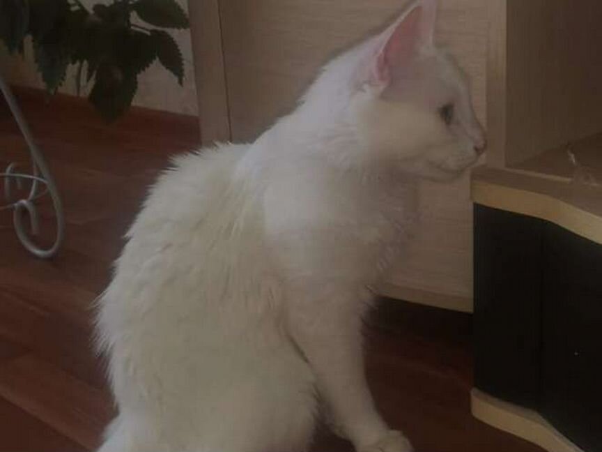 Белоснежный красавец