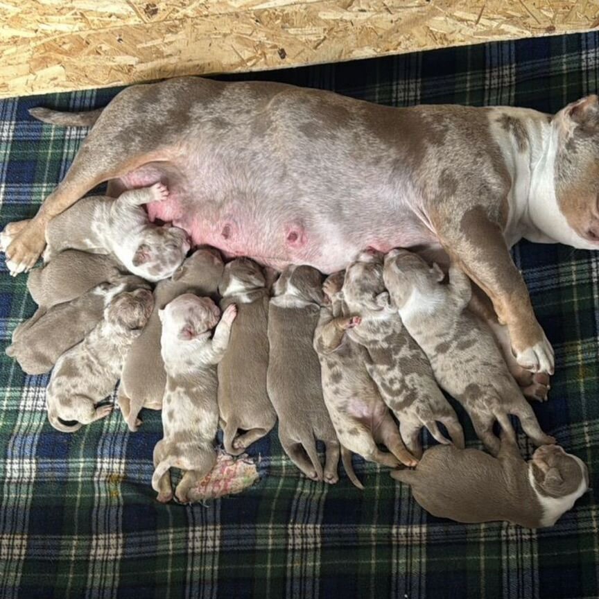 Американский булли, щенок