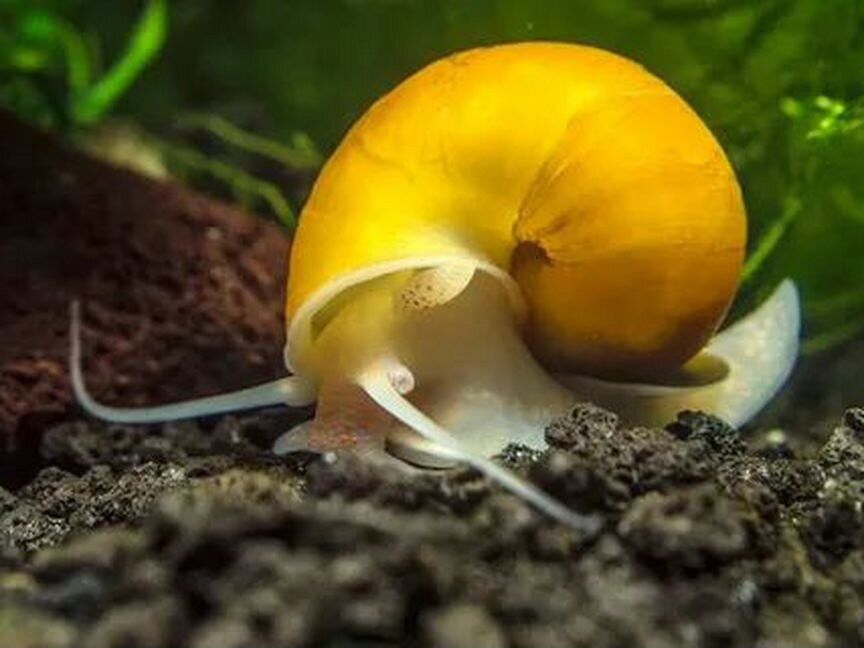 Аквариумные улитки