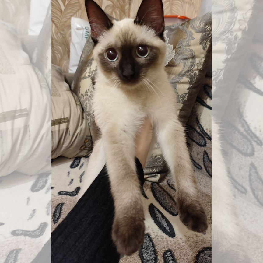 Кошка