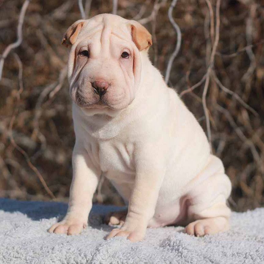 Кремовый бутузик