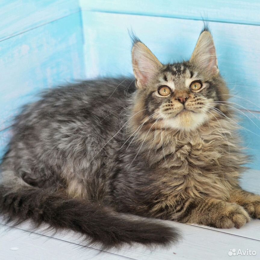 Малыш Мейн-Кун редкого окраса