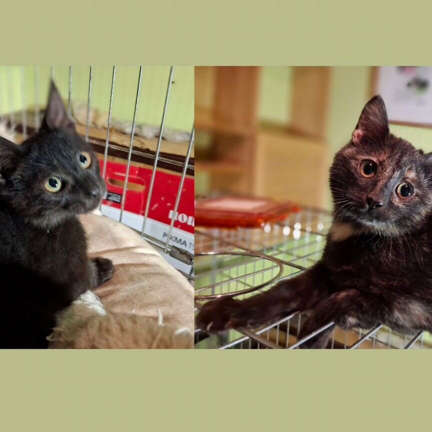 Котята ищут любящую семью