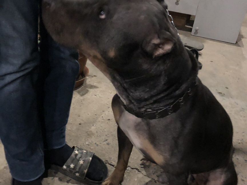 Найден питбуль