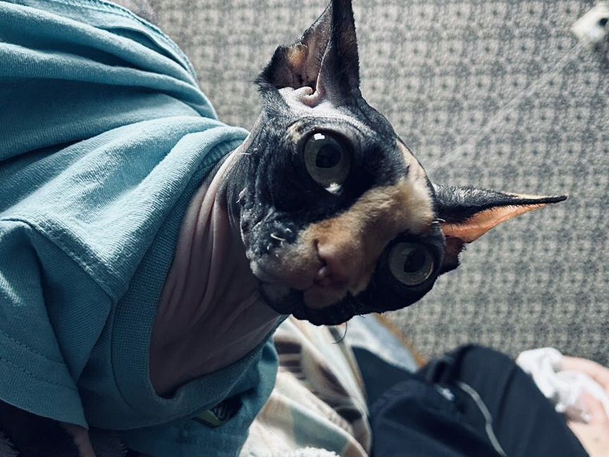 Сфинкс кошка