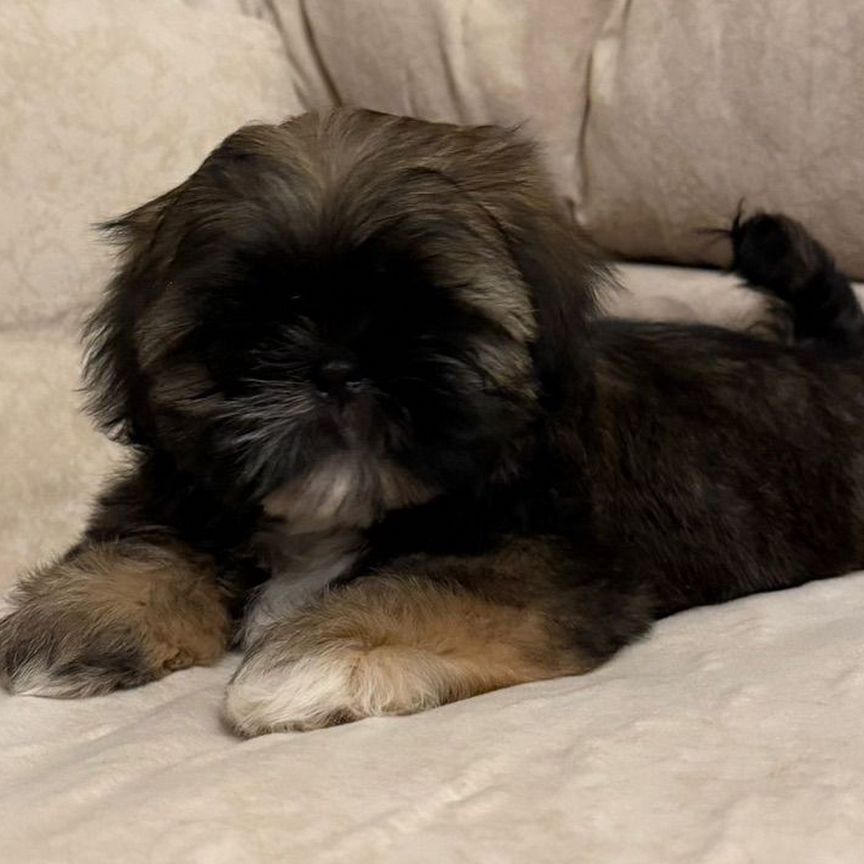 Ши-тцу, щенок