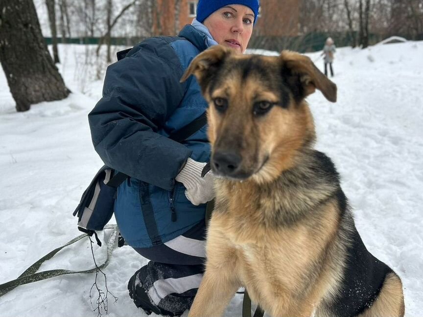 Молодой пес Рэм ждет когда найдется дом