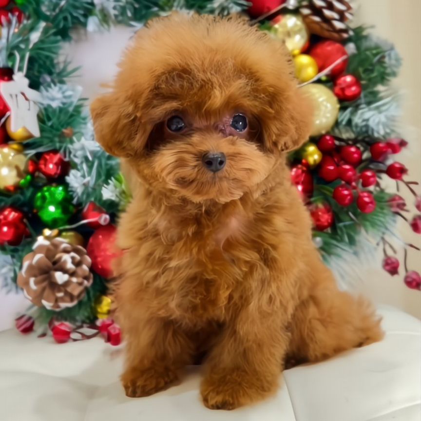 Той-пудель, щенок