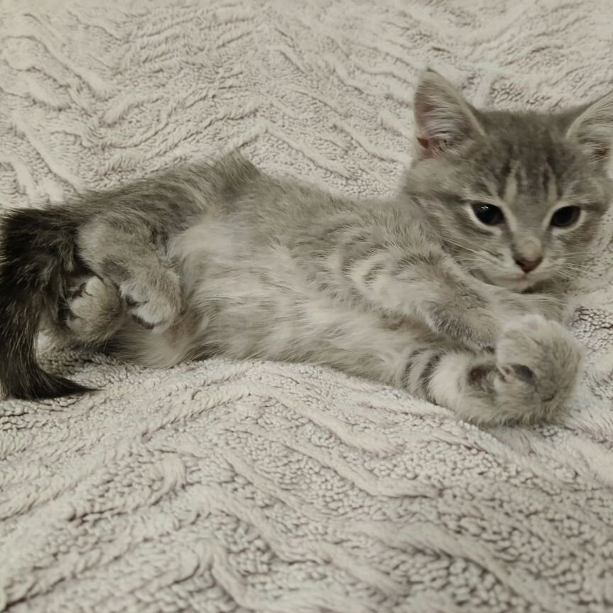 Котенок