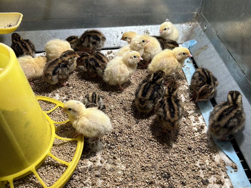 Перепелята