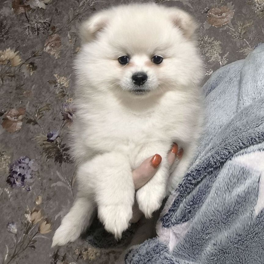 Малый Немецкий Шпиц мальчик