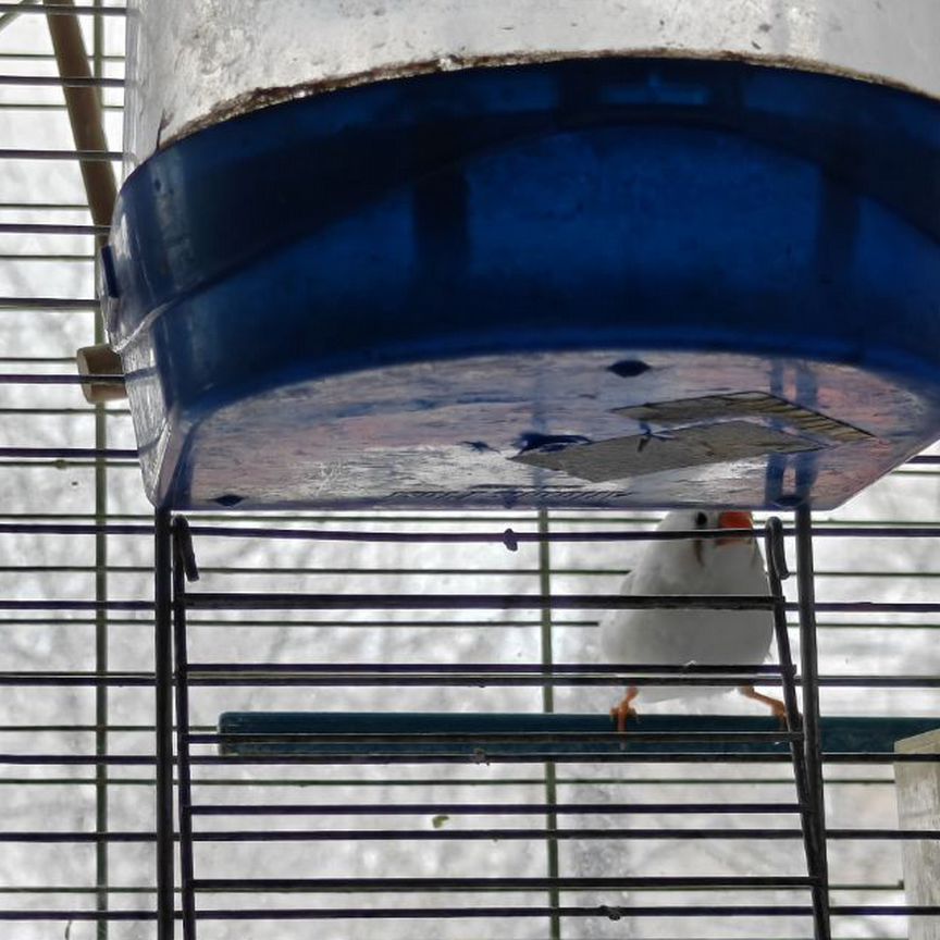 Зебровые амадины с клеткой