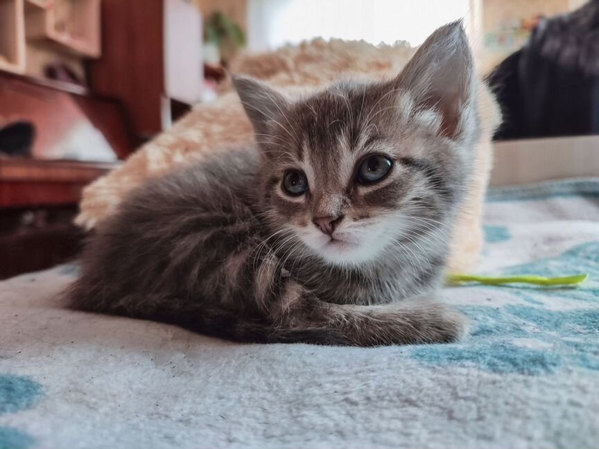 Кошки в добрые руки