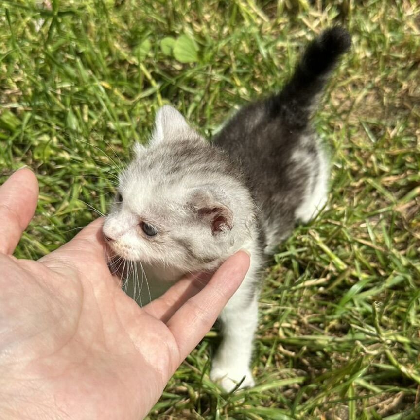 Котята в добрые руки бесплатно