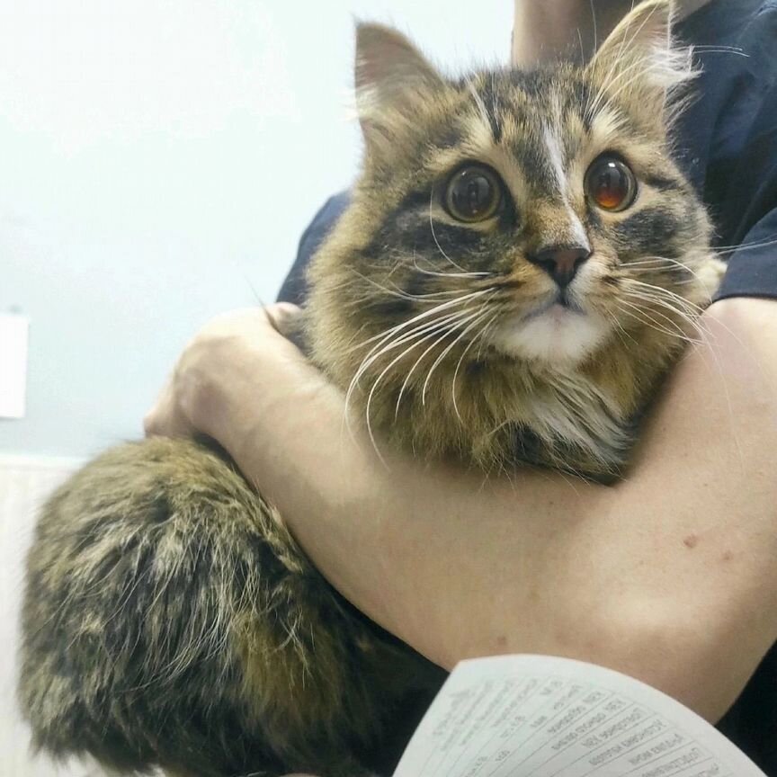 Нужна передержка/новый дом