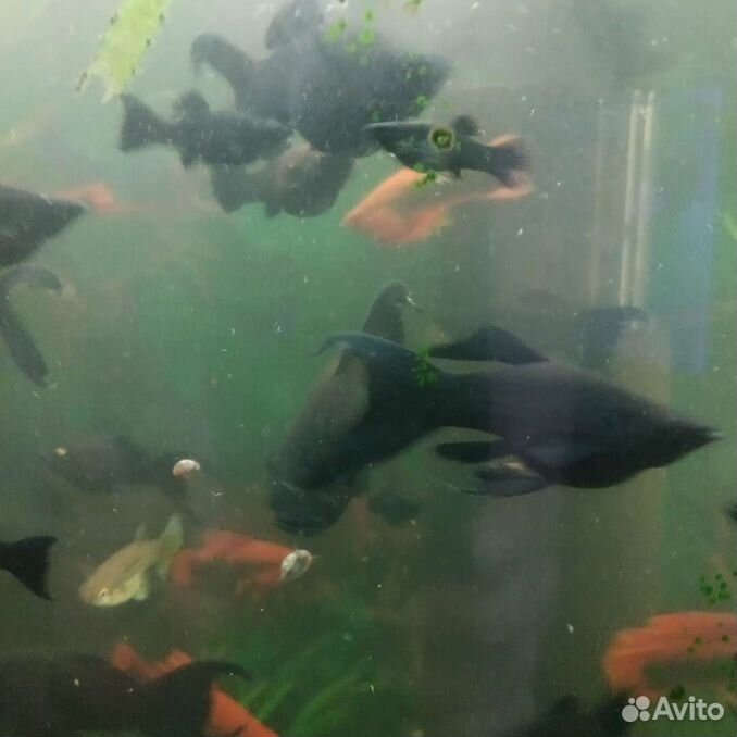 Рыба моллинезия (мальки)