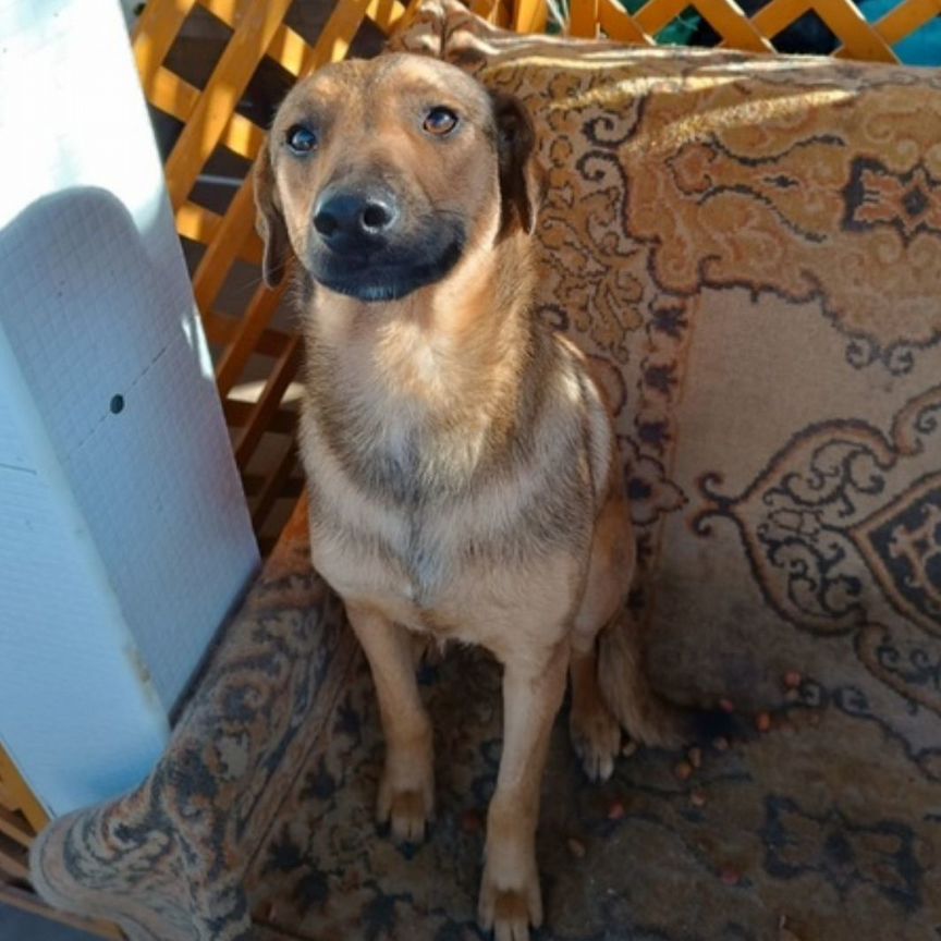 Рыжуля в поисках дома