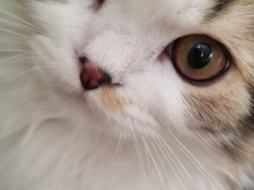 Коротколапый кот