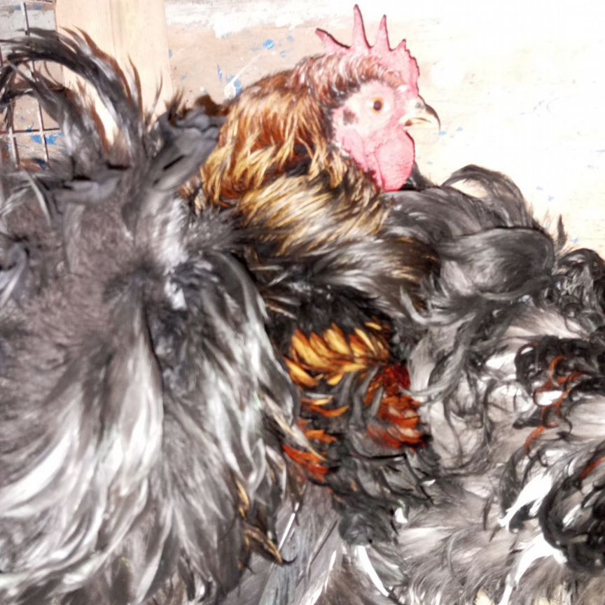 Петушки карликовые кудрявые