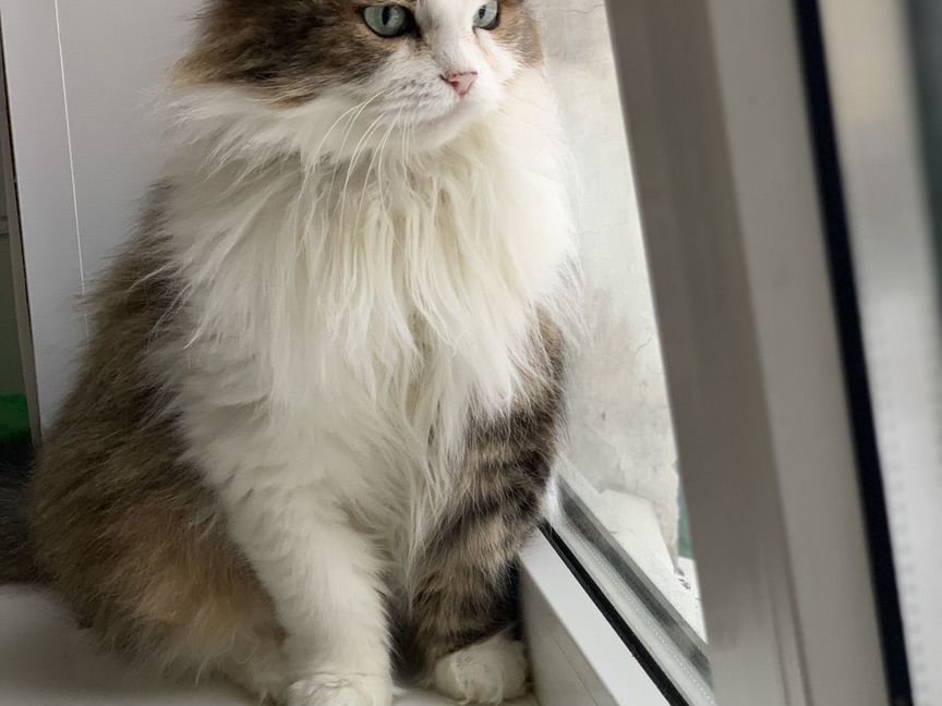 Кошка