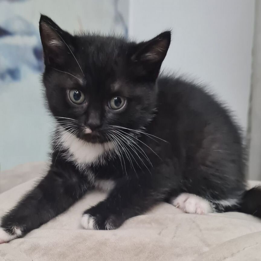 Красивая кошечка