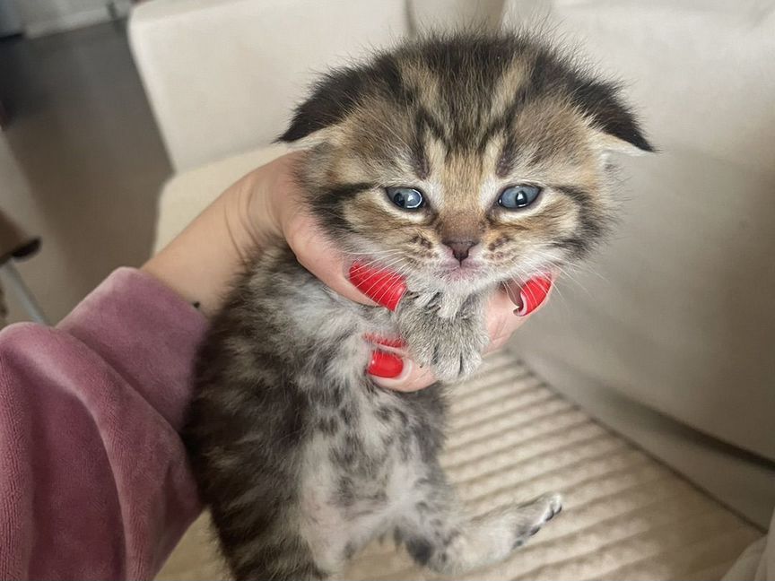 Шотландские прямоухие котята