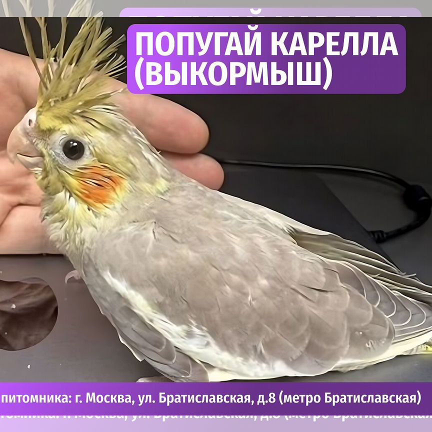 Попугай Карела выкормыш