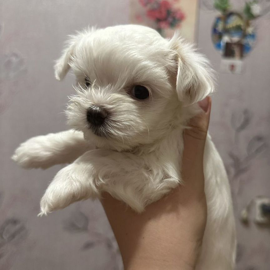 Мальтийская болонка, щенок