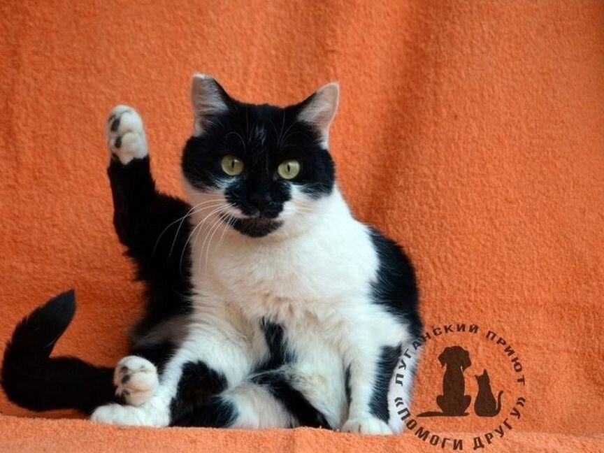 Кошечка ищет дом