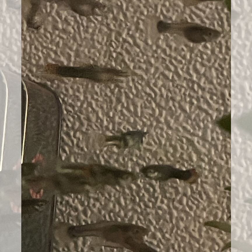 Гуппи обмен