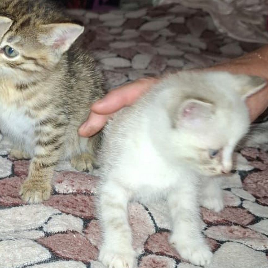 Котята в добрые руки 1 месяц