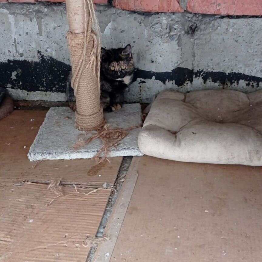 Котята ищут дом