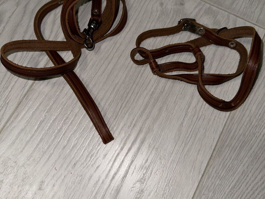 Шлейка и поводок