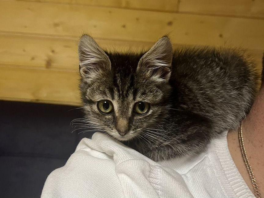 Котенок 2-2,5 месяца