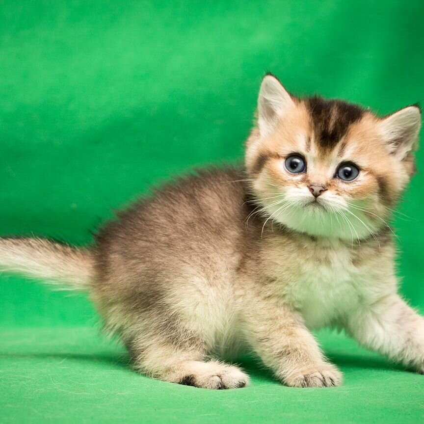 Британские котята