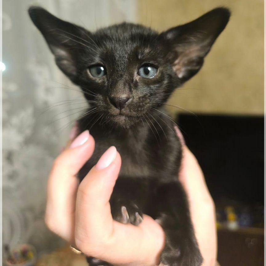 Ориентальные котята черные