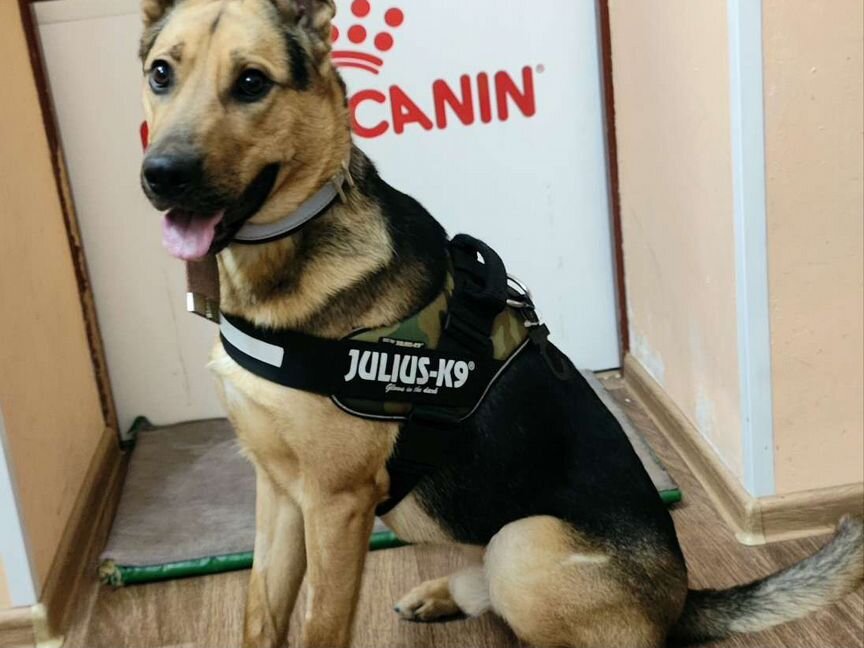 Восточноевропейская овчарка помесь