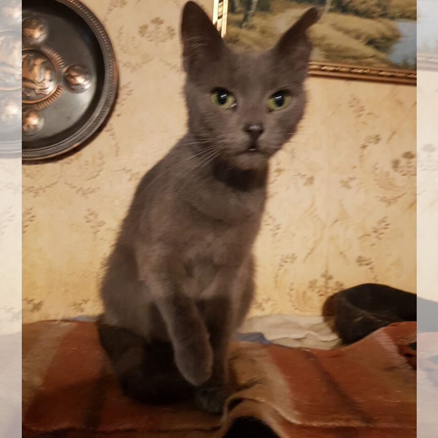 Пристраиваем кота в добрые руки