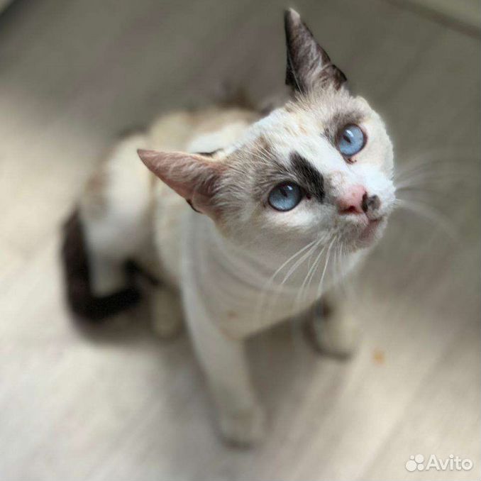 Кошка Белочкв в семью