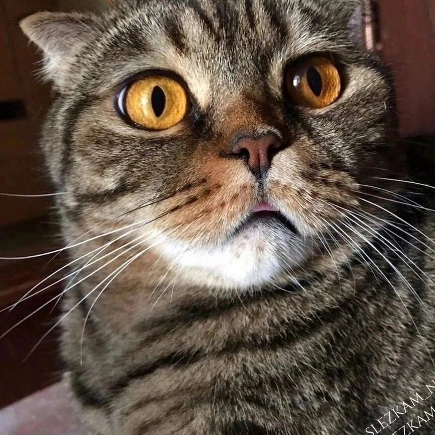 Синди ищет семью