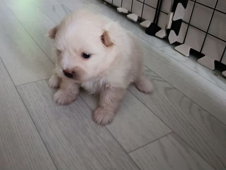 Кремовые щенки шпица к брони