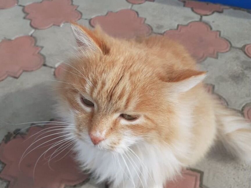 Спасем вместе