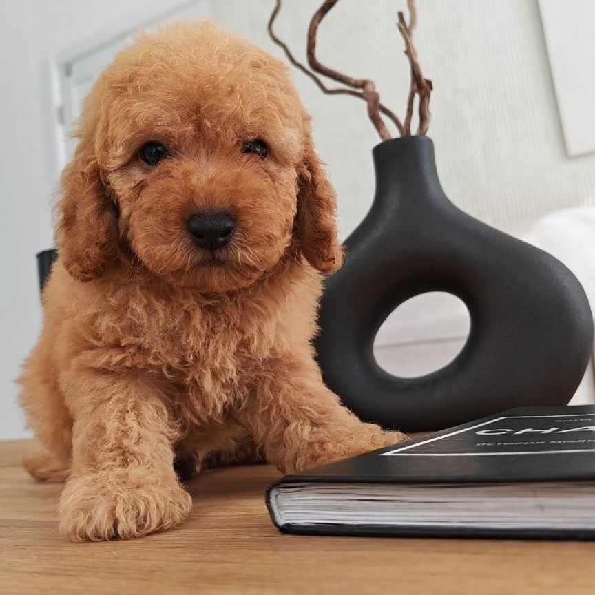 Той-пудель, щенок