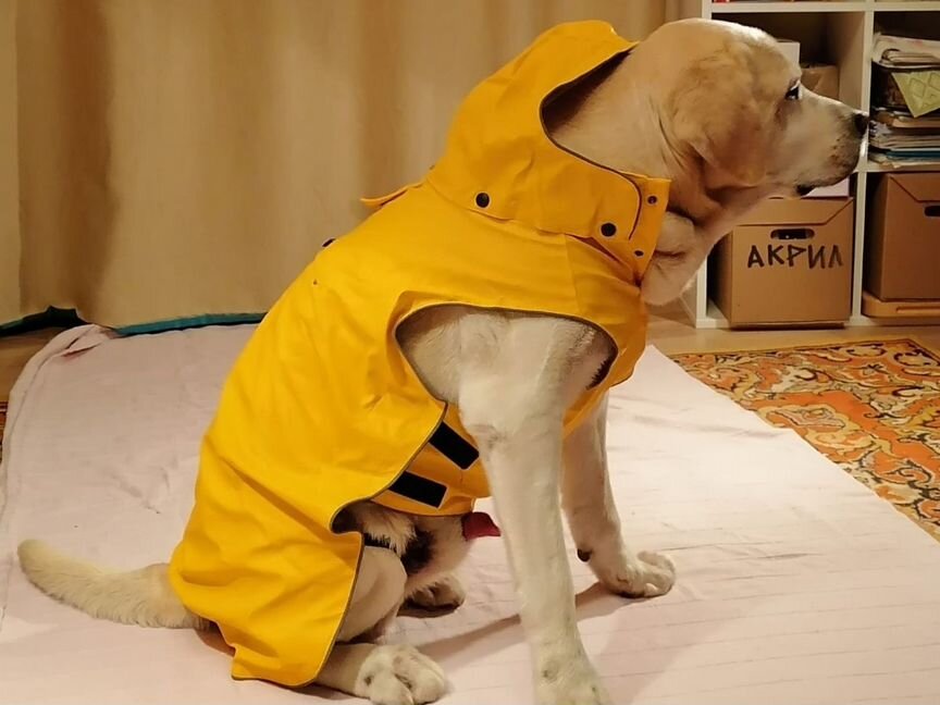 Дождевик для собак rukka Stream желтый, размер 60