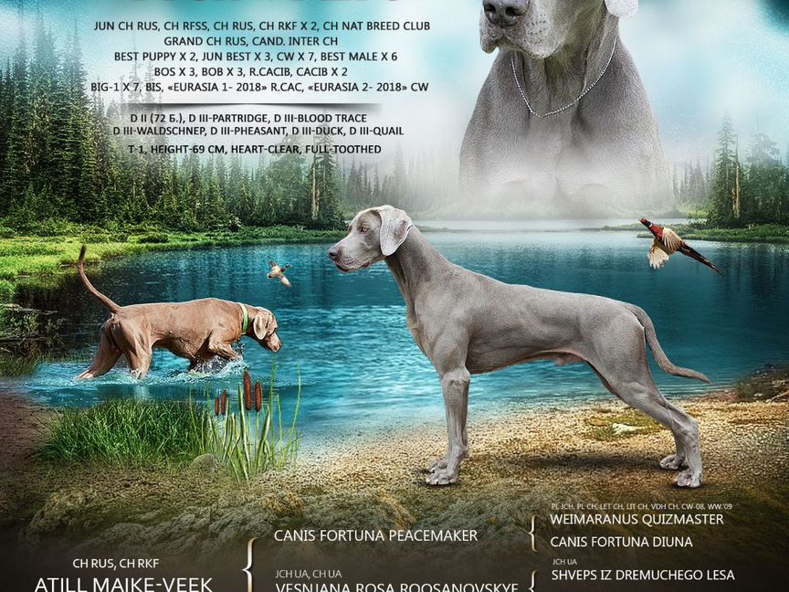 Веймаранер