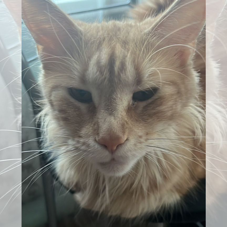 Мейн-кун, взрослая кошка