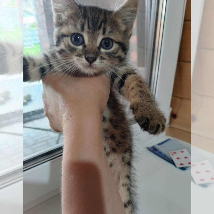 Котёнок в добрые руки